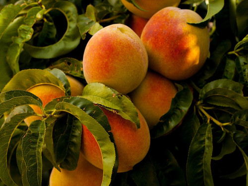 Natural Peach Flavor - 32 OZ | bakto-flavors