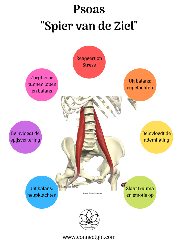 Psoas - Spier van de Ziel