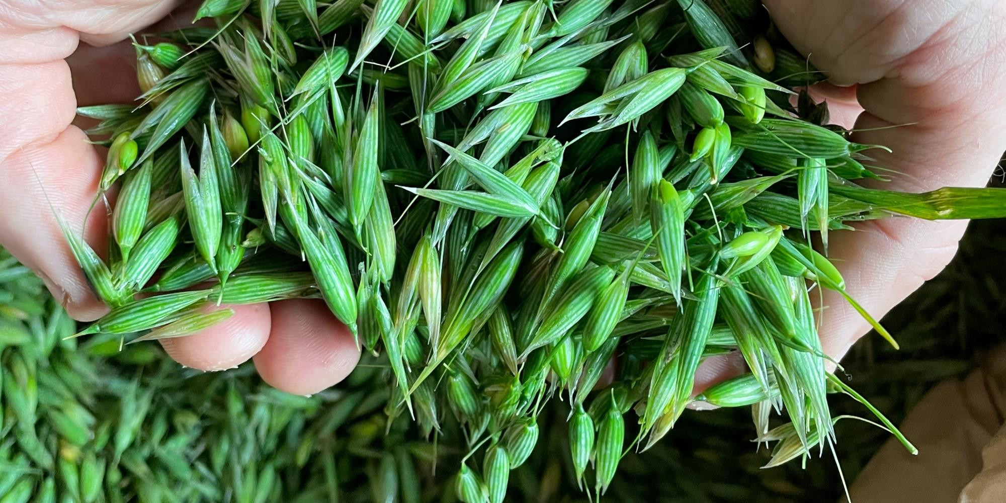 Milky Oats : Virtues and Benefits