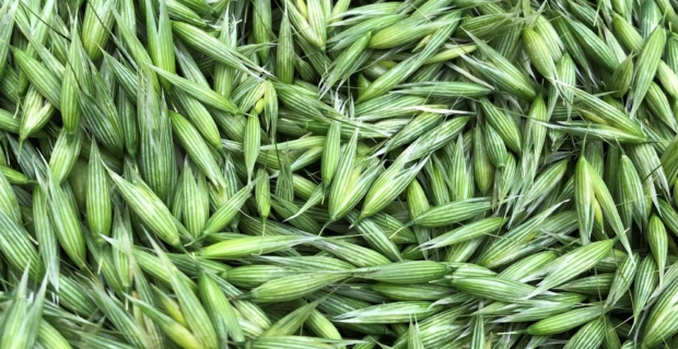 Avoine fleurie : vertus et bienfaits