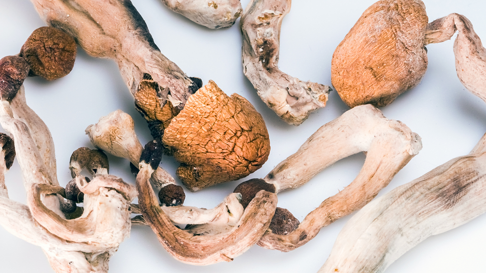 Sydney’s Largest Magic Mushroom Lab Busted in Major Police Operation