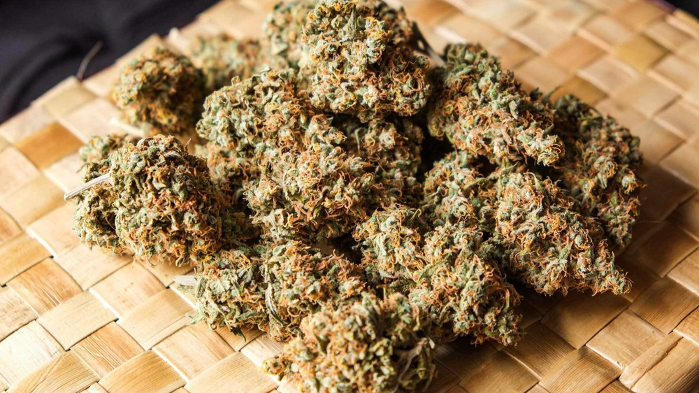 Hidden Harvest: Inside the Secret Cannabis Cultivation of the Philippines