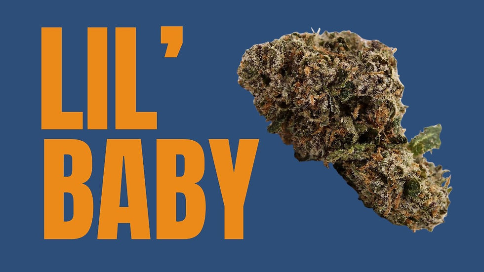 Lil Baby Weed Strain: A Newcomer with Big Potential