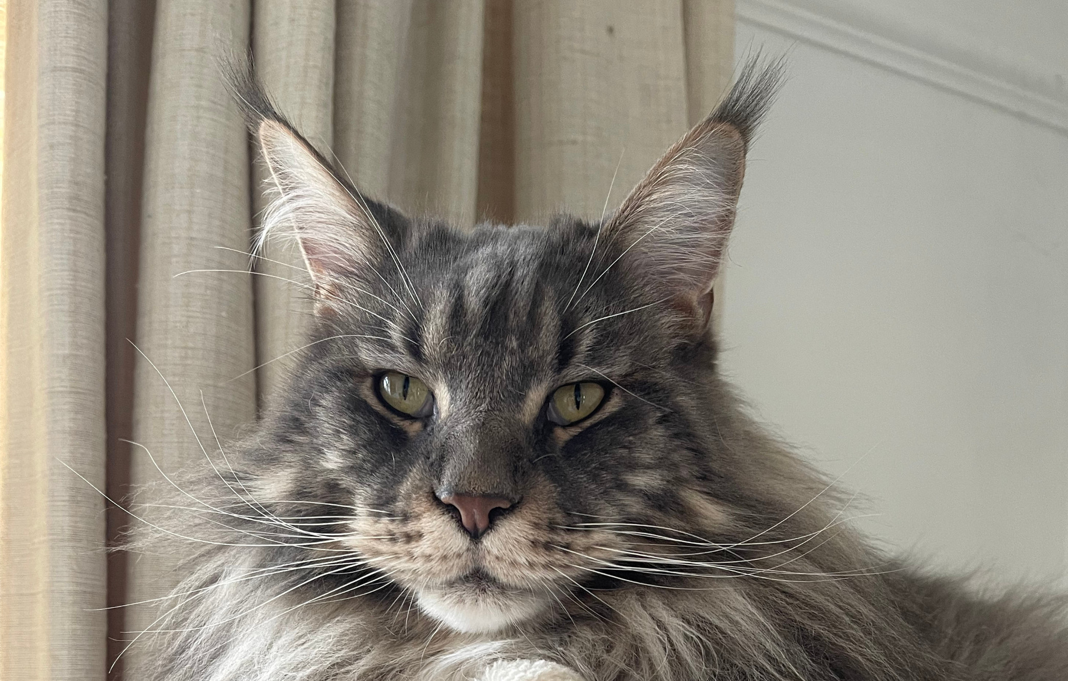 Home | Everything Cats - cat