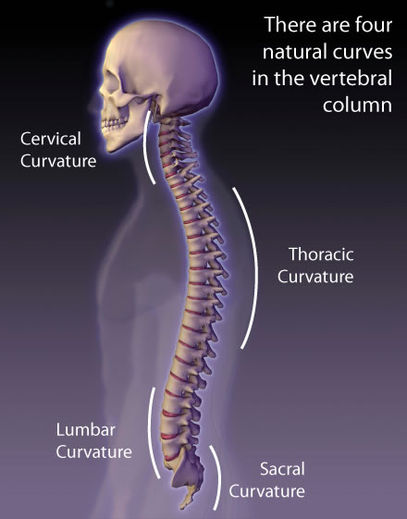 The Importance Of Spinal Curves