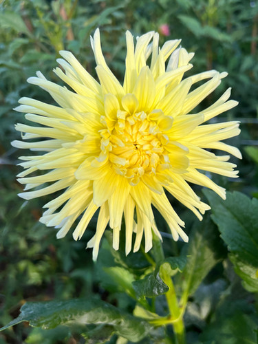 Yellow Star | Ragged Mountain Pere