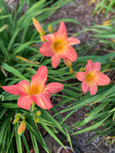 Thomas Rymer | Ragged Mountain Pere