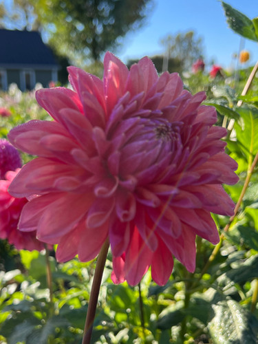 Scaur Swinton | Ragged Mountain Pere