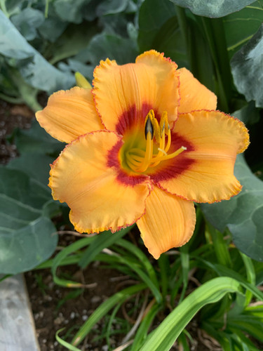 Two Part Harmony | Ragged Mountain Pere