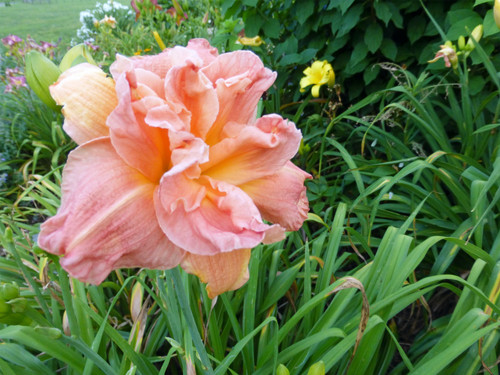 Donna Bee | Ragged Mountain Pere