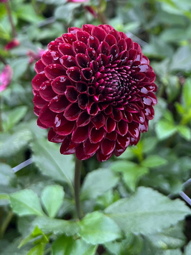 Bloomquist Champion | Ragged Mountain Pere