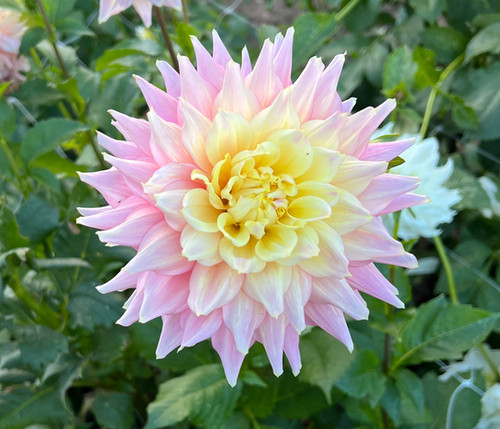 Clearview Jonas | Ragged Mountain Pere