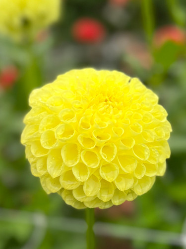 Clearview Daniel | Ragged Mountain Pere