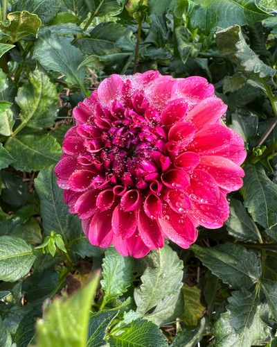 Mission Gypsy | Ragged Mountain Pere