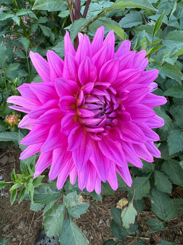 Bloomquist Laura | Ragged Mountain Perennials