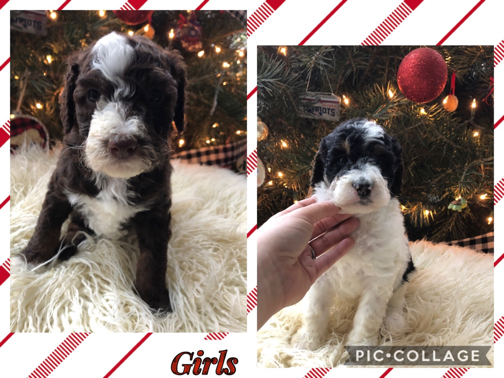 Available Puppies | Sterlingbrookdoodles