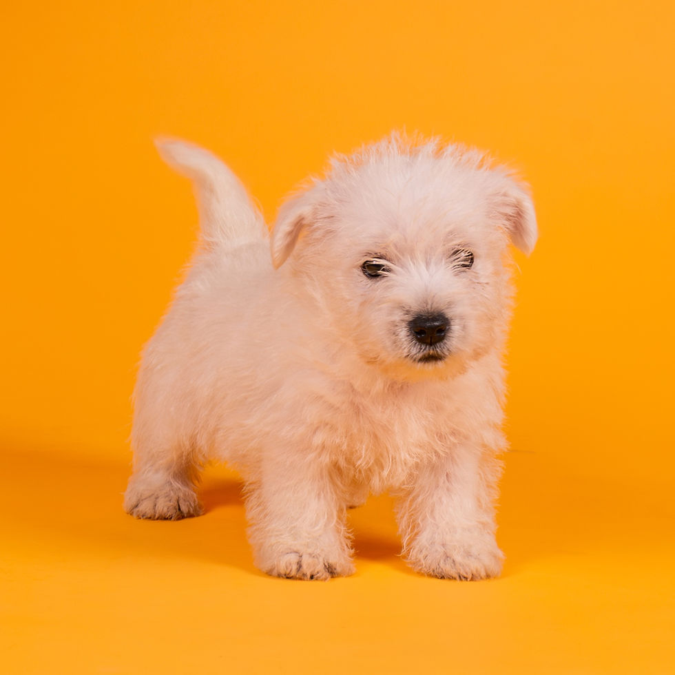 Criadero de Cachorros Guatemala | Del Mondo Pets