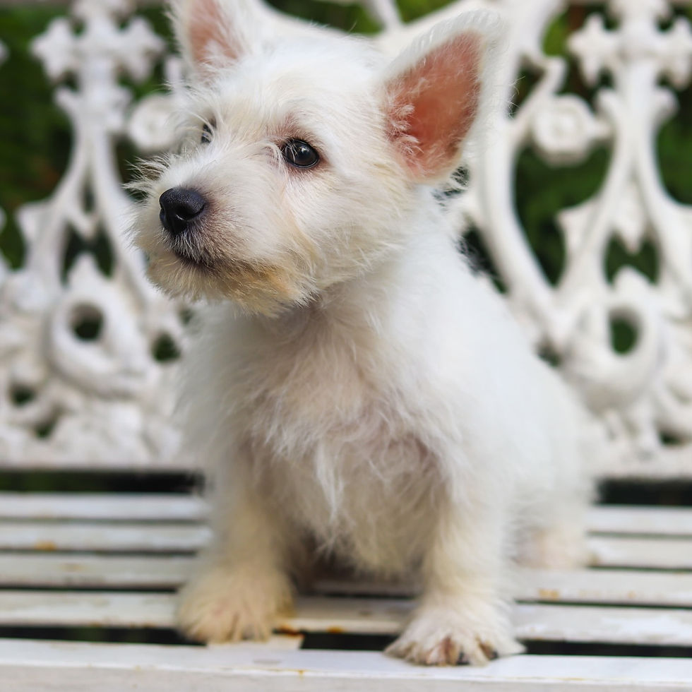 Criadero de Cachorros Guatemala | Del Mondo Pets