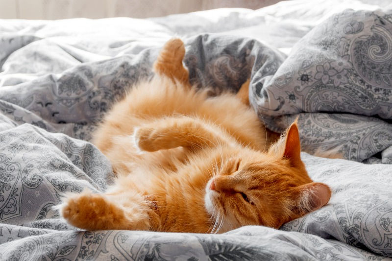 How to take better care of your cat’s digestive system