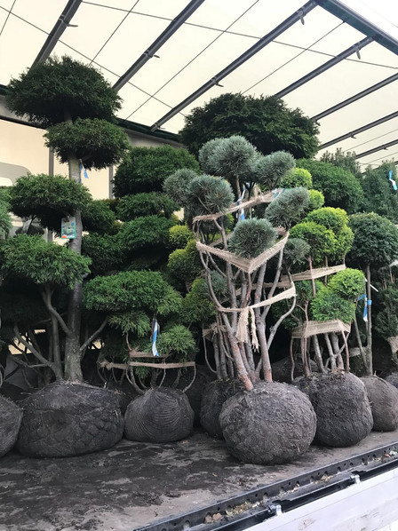 Hülsmann Baumschulen | Bad Zwischenahn