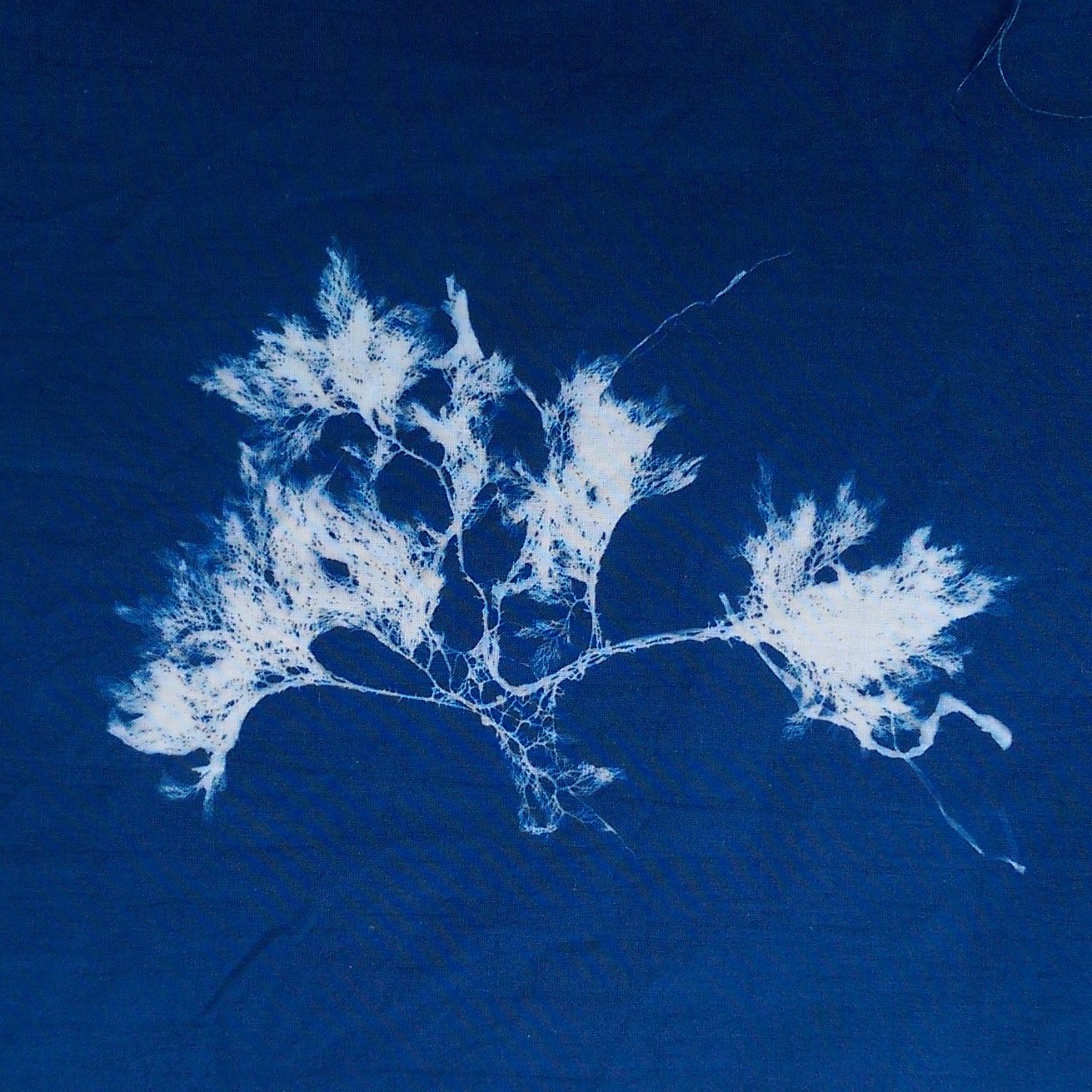 Seaweed Cyanotypes, after Anna Atkins | Alison Hawkins textile artist