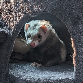 Adopt a Ferret