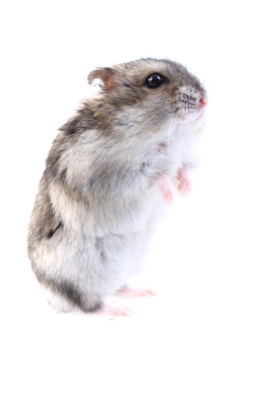 Adopt a Hamster