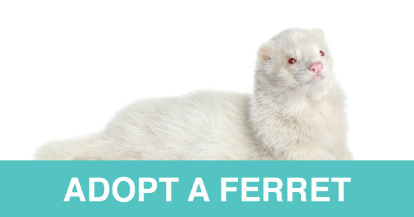 Adopt a Ferret