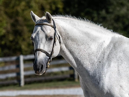 Horse Inventory (List) | Tyfield Equestrian