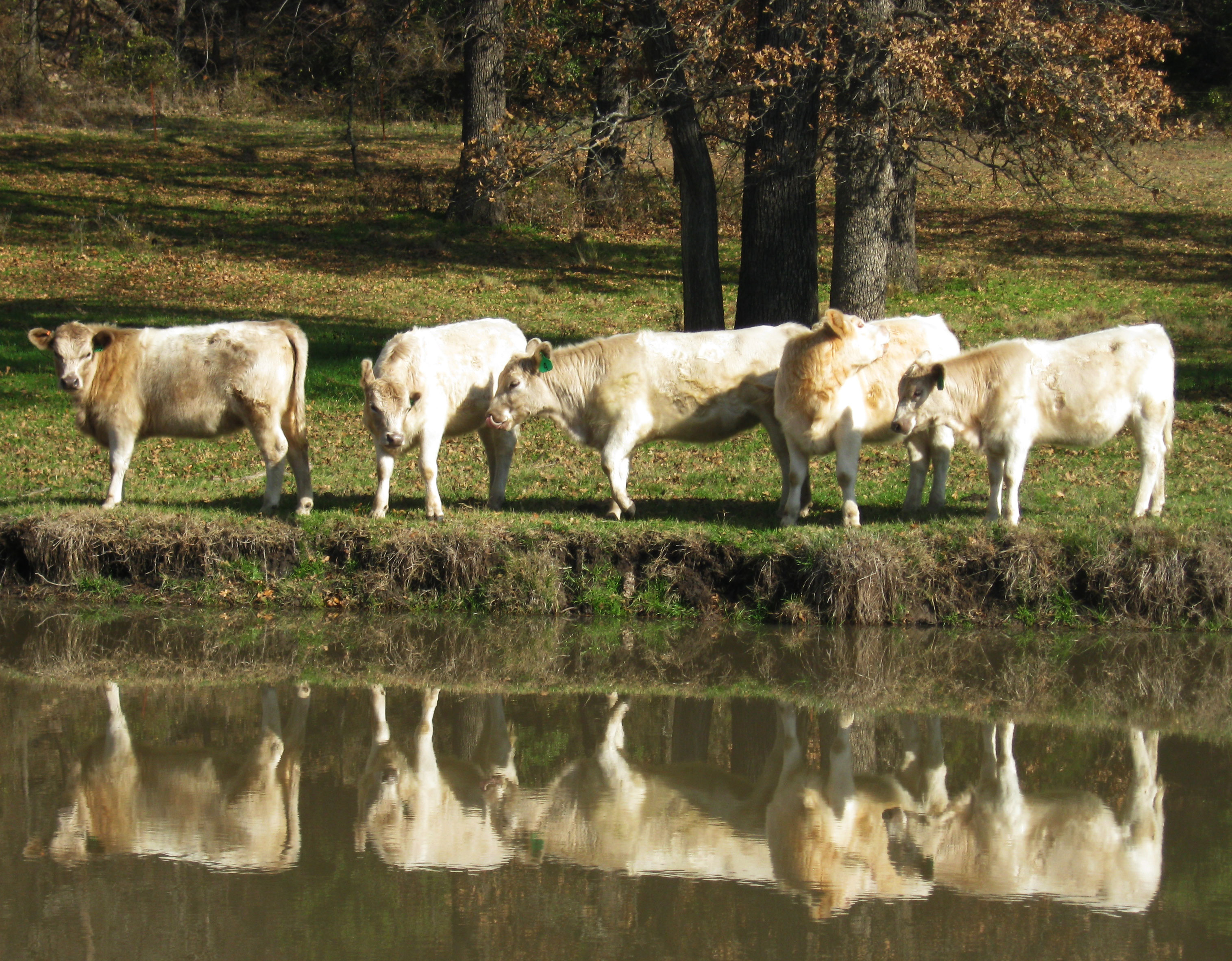 Murray Grey Cattle | Backbone Ranch | Grass Fed Beef | Dallas Texas