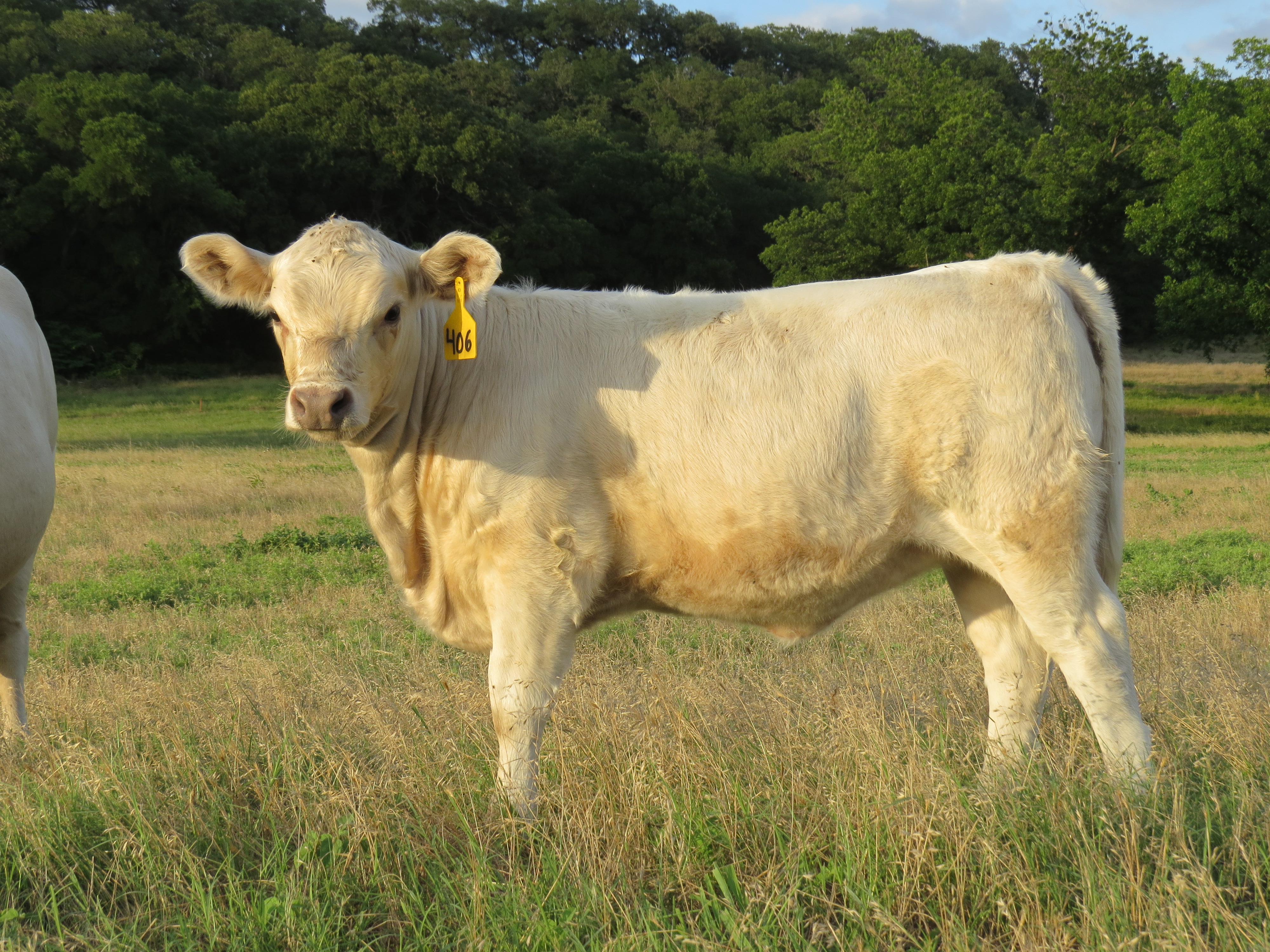 Murray Grey Cattle | Backbone Ranch | Grass Fed Beef | Dallas Texas