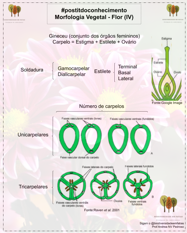Morfologia floral - #postitdoconhecimento