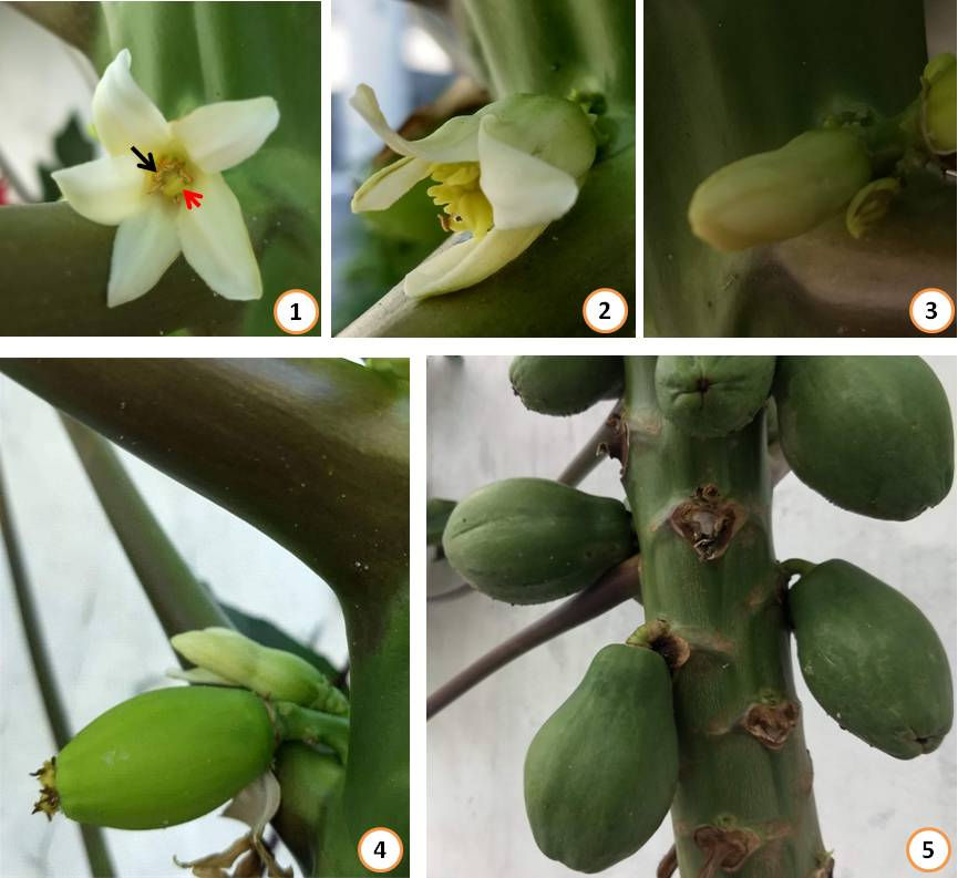 Mamão-macho ou mamão-fêmea? Qual você escolhe?