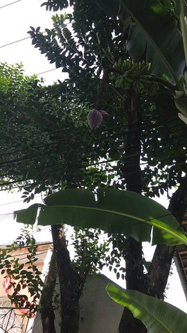 A morfologia e a classificação taxonômica da Musa