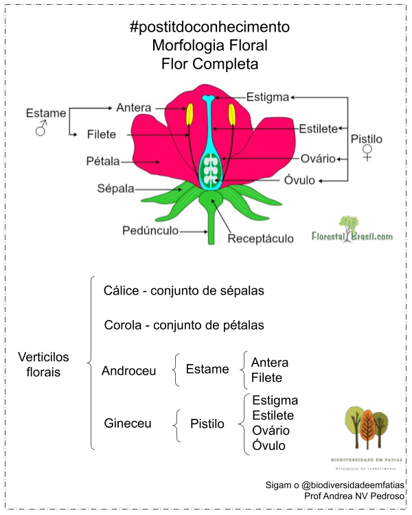 Morfologia da flor completa - Introdução à Angiospermae