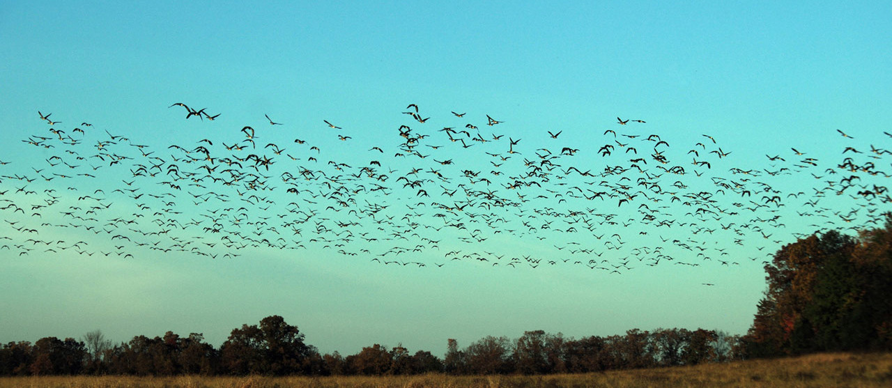 Home | migrate-partners