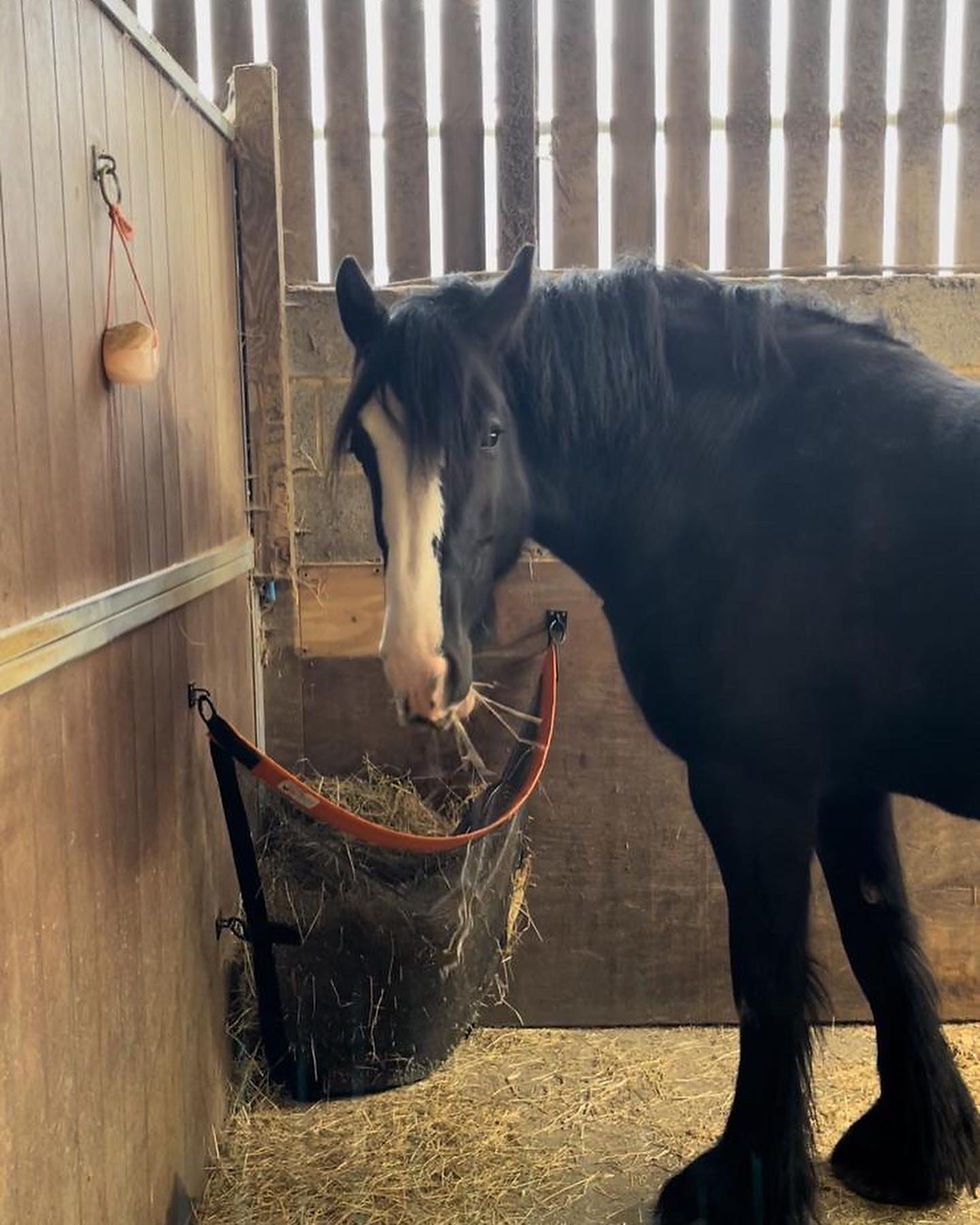 Stable Hay Feeders | Nose Bagz