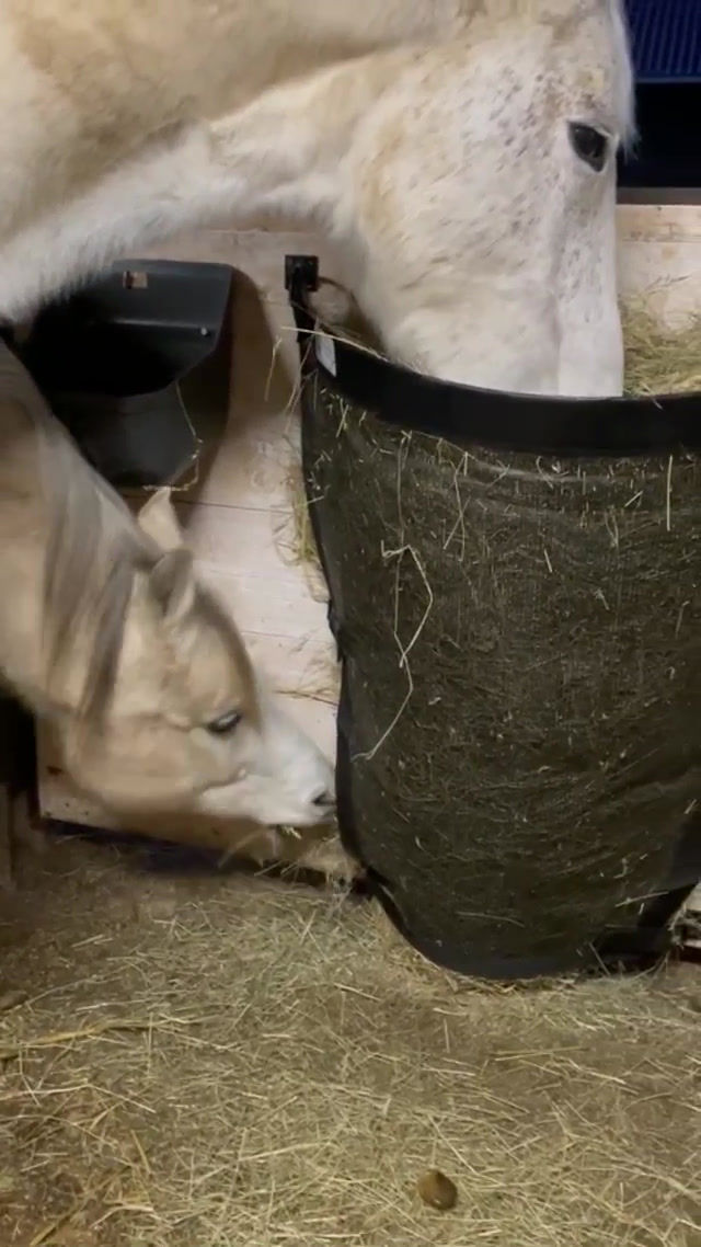 Stable Hay Feeders | Nose Bagz
