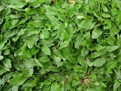 Pearl Grass | mysite