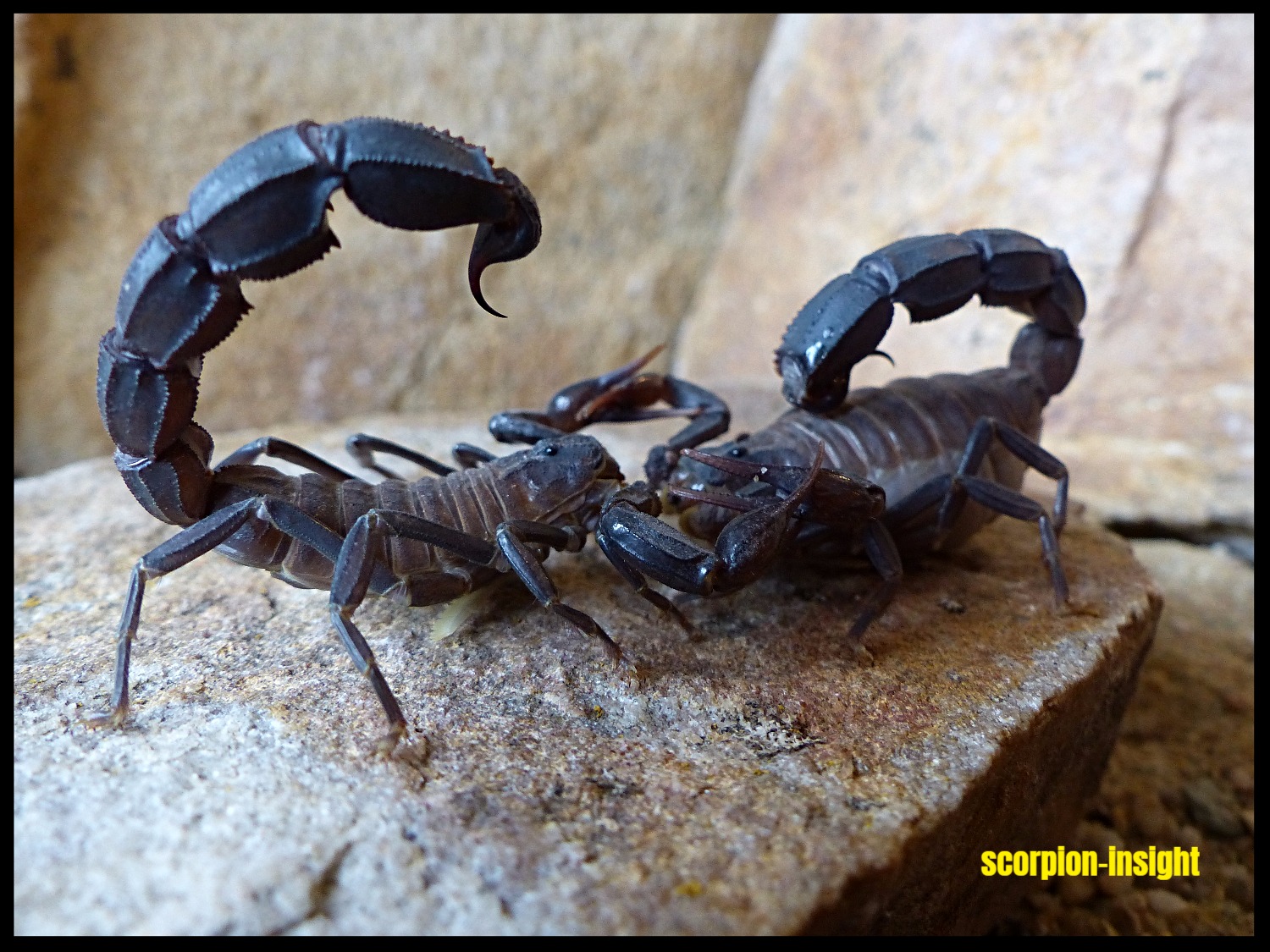 Androctonus baluchicus, (dark) | journeys & scorpions