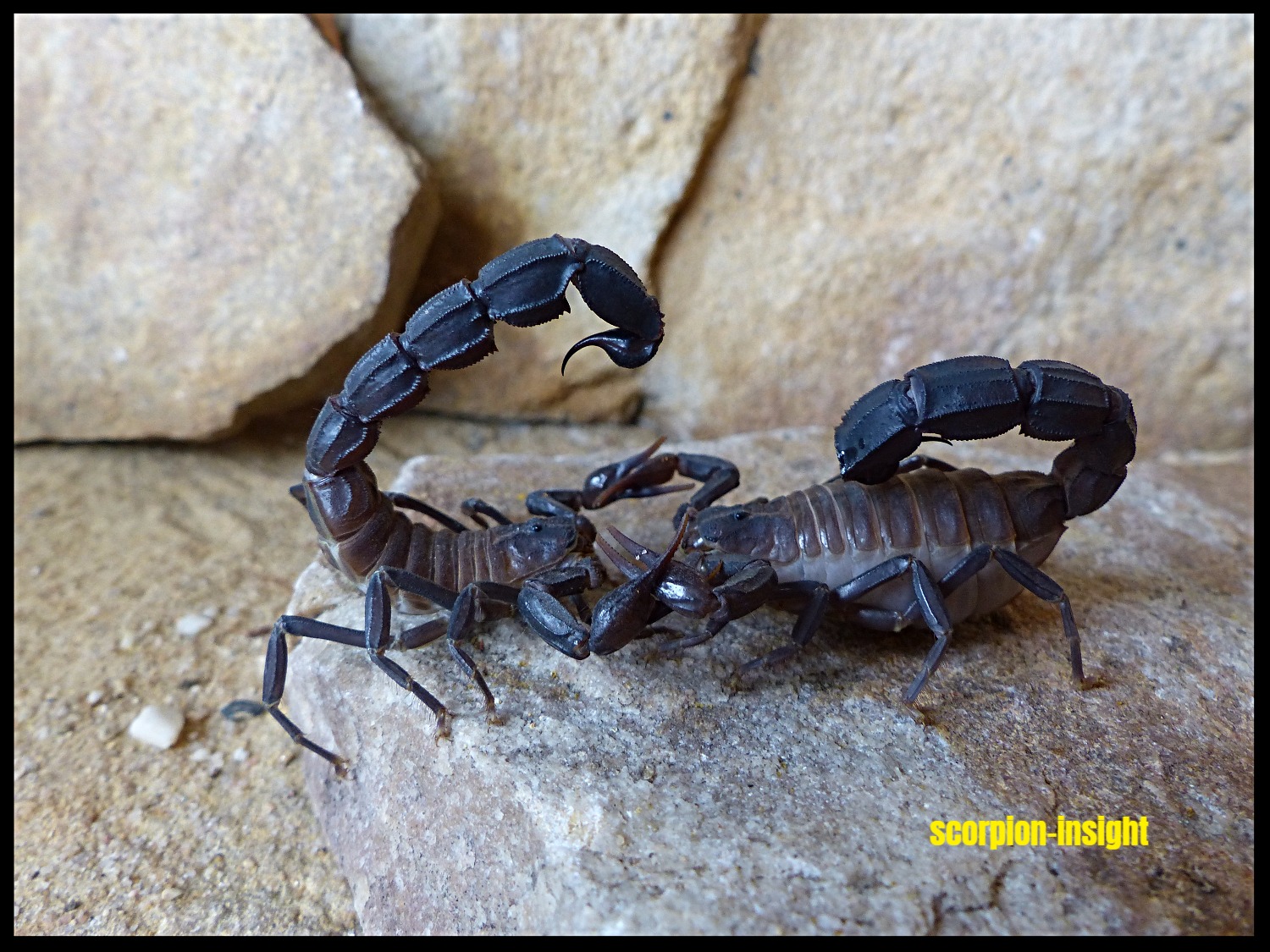 Androctonus baluchicus, (dark) | journeys & scorpions