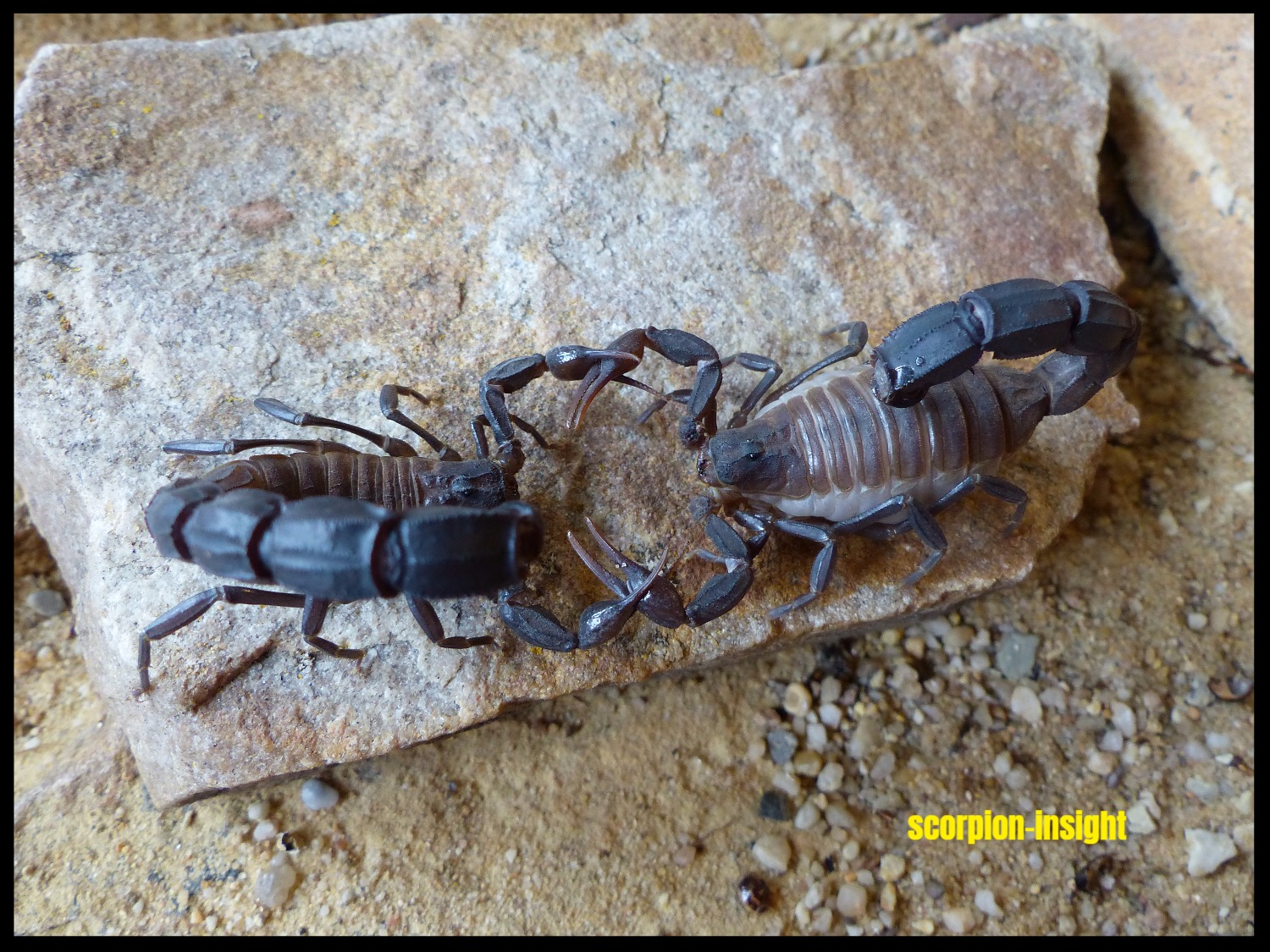 Androctonus baluchicus, (dark) | journeys & scorpions