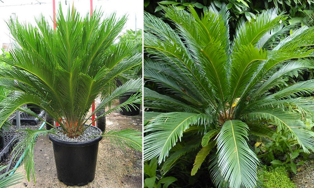 Cycas varieties | Dirt Cheap Plants