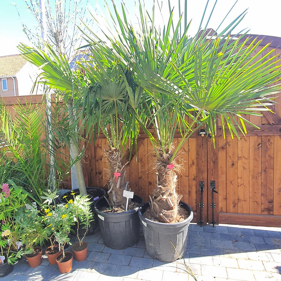 How do you take care of a trachycarpus fortunei? | Dirt Cheap Plants
