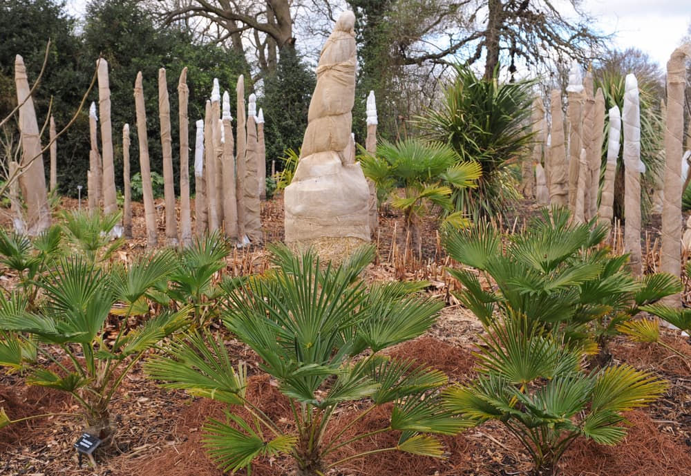 What do i do with my tender palm in winter? | Dirt Cheap Plants