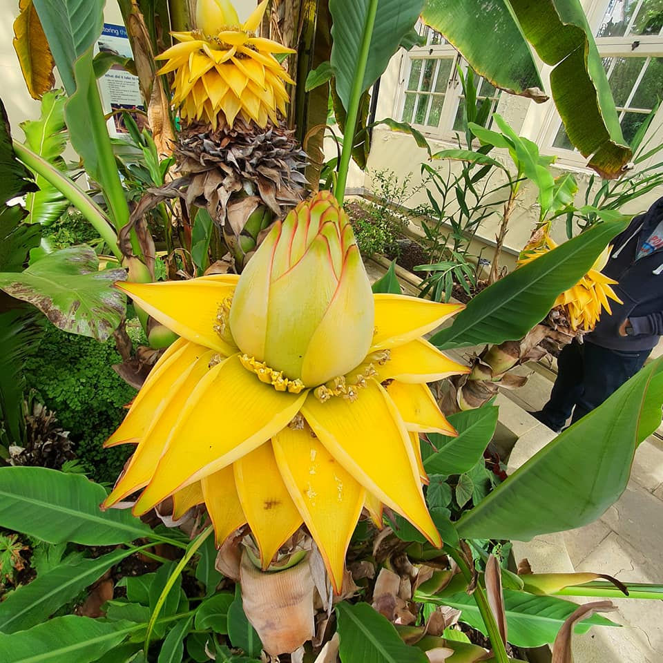 19 Tropical plants you can grow in the UK | Dirt Cheap Plants