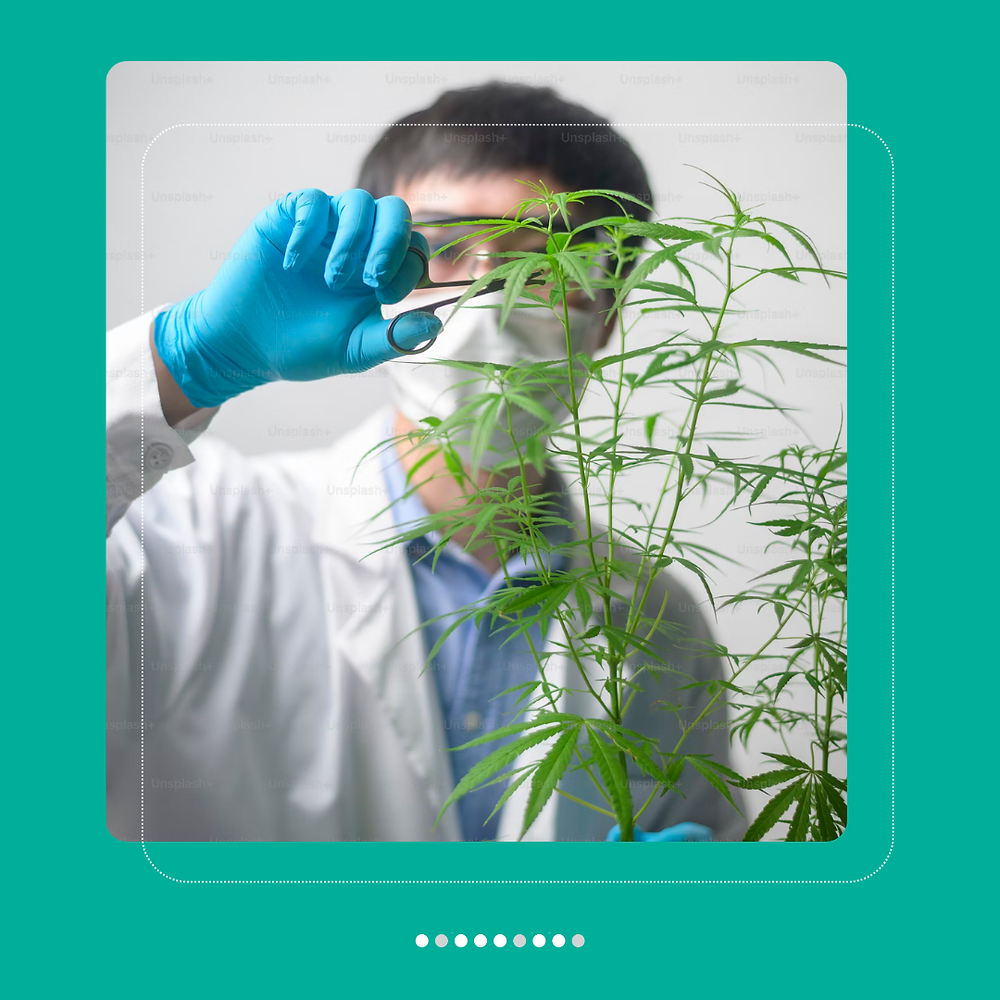 News: Canadian Study Provides New Look At Genetic Markers For Cannabis ...