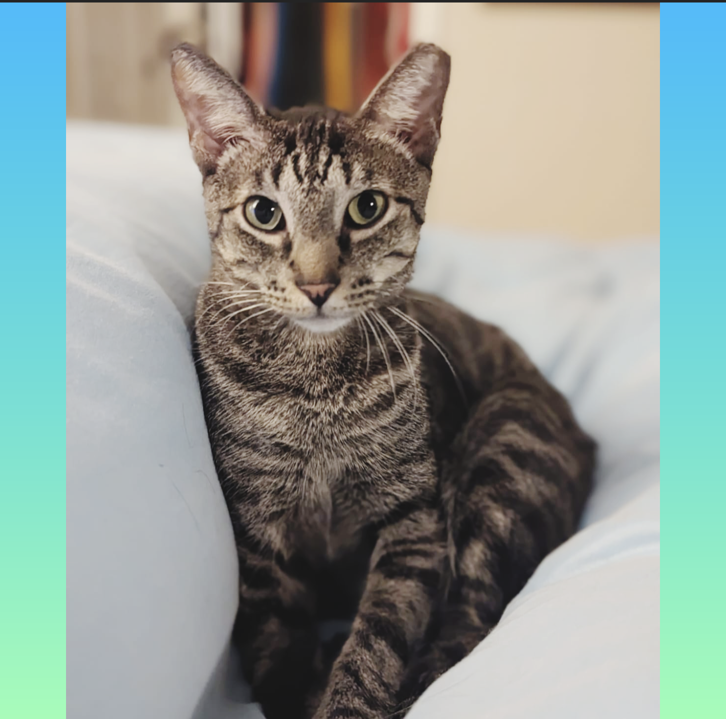 Say Aloha to Pohina!