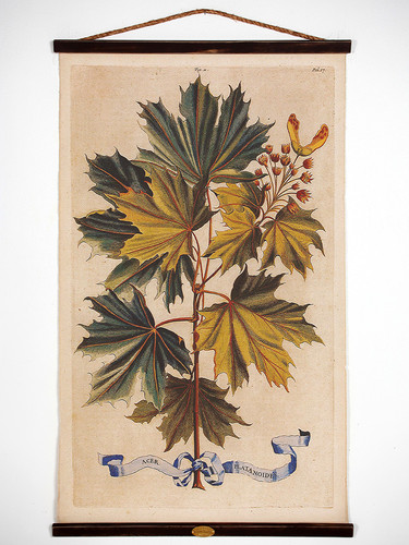 784 Maple Leaves Chart | Design Legacy