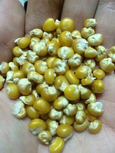 Illininois Gaspe Flint | landrace-seed-eden